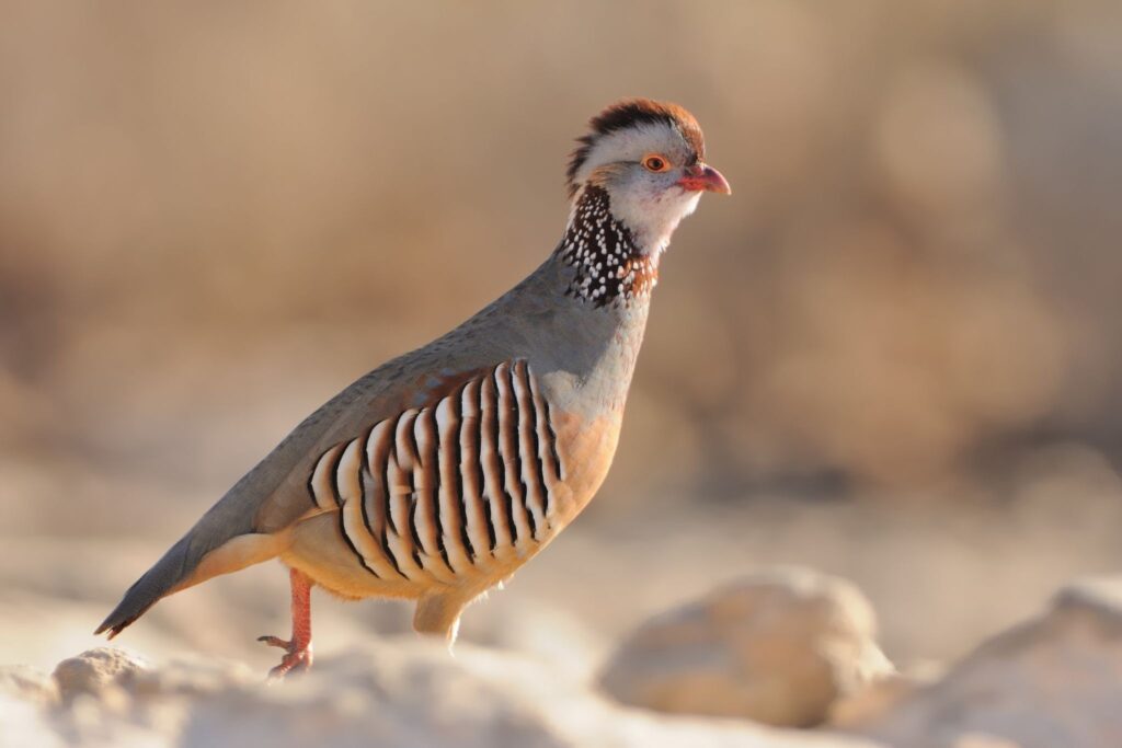 CHASSE ET TIR A LA PERDRIX GAMBRA – Chasse
